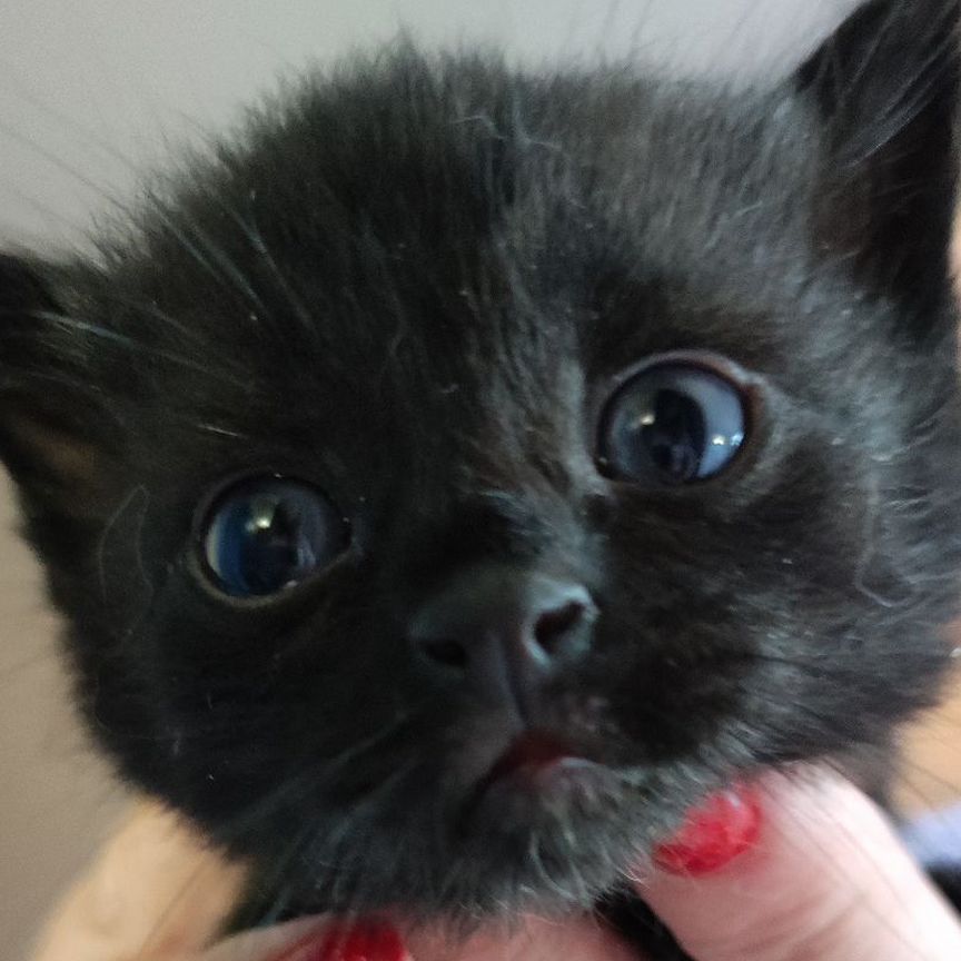 Отдам в добрые руки пушистых котят