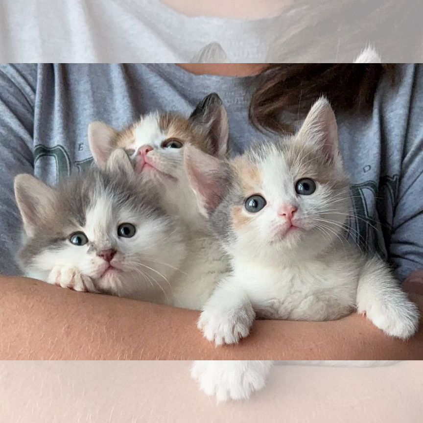 Котята шотландцы бесплатно