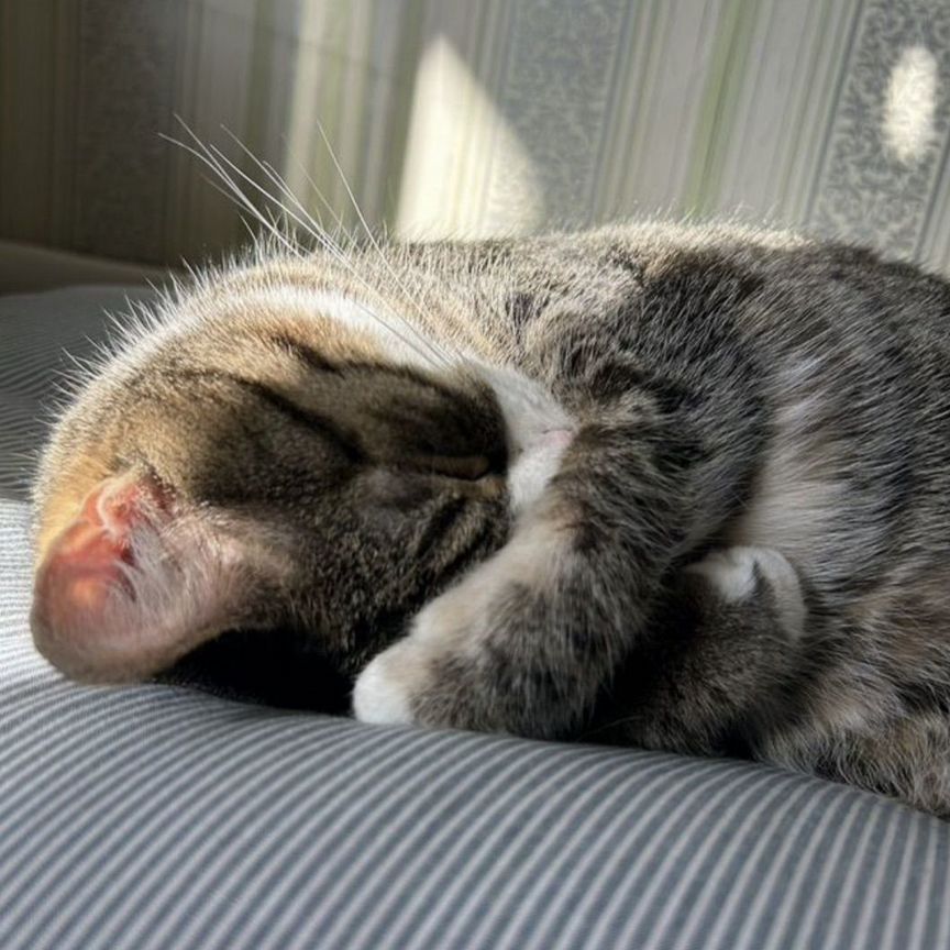 Взрослая, кошка в добрые руки