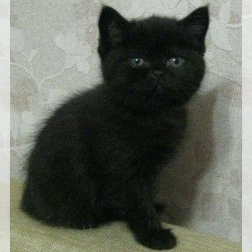 Шотландский черный котенок мальчик