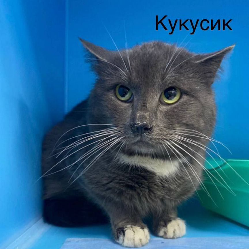 Кукусика ждет улица.Так хочет в тепло. Мама,заметь