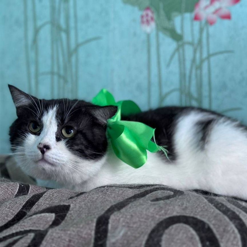 Ищем для доброго кота новых хозяев