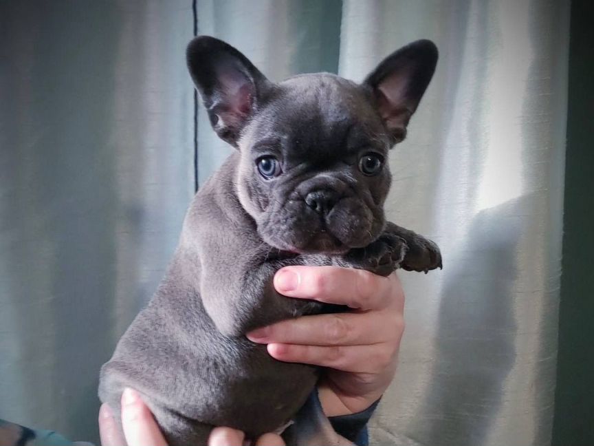 Щенки французского бульдога