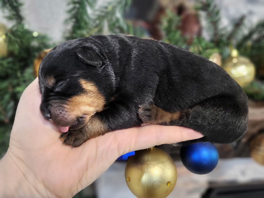 Щенки ротвейлера продажа