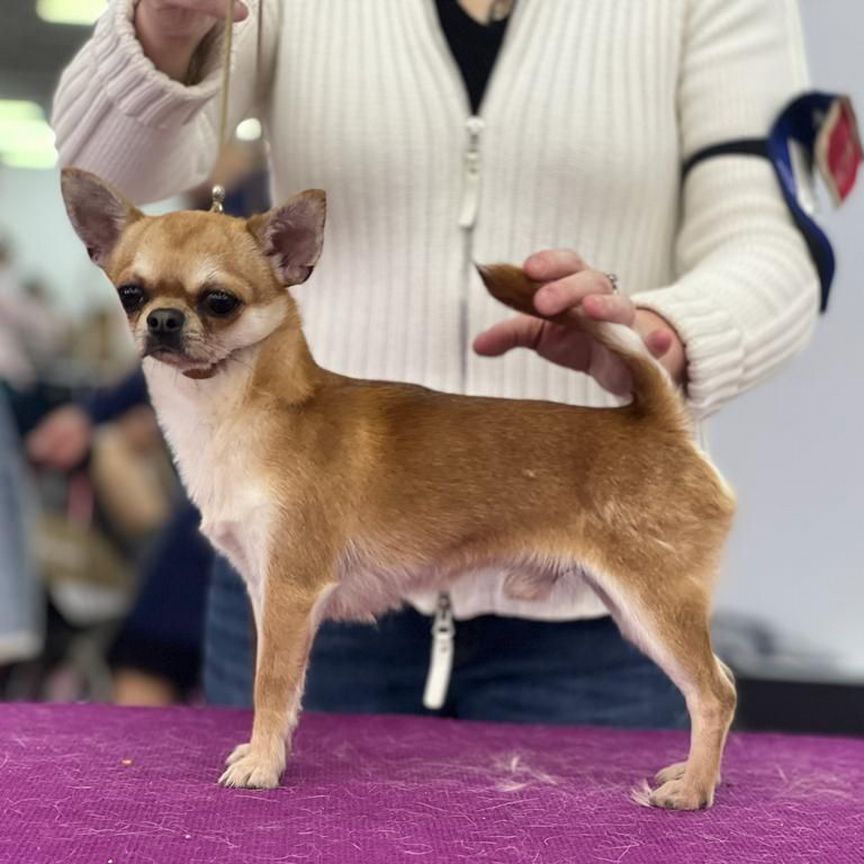 Чихуахуа кобель, вязка с чемпионами небольших разм