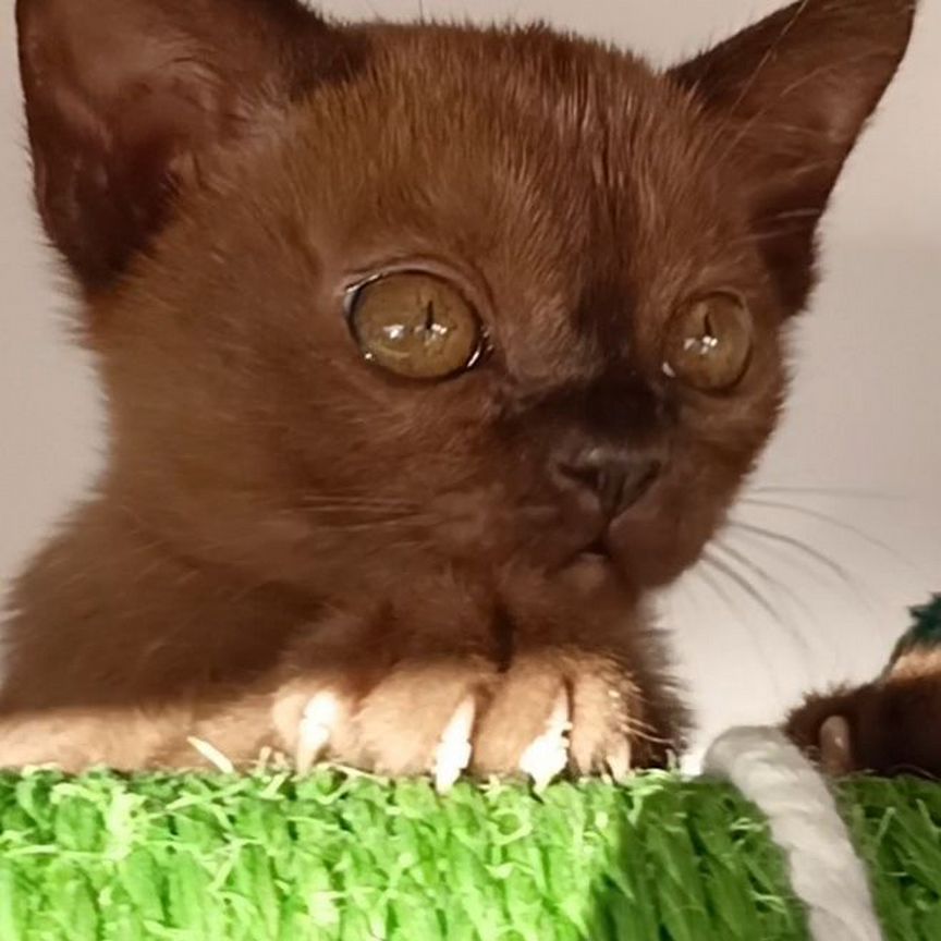 Бурманскии мальчик