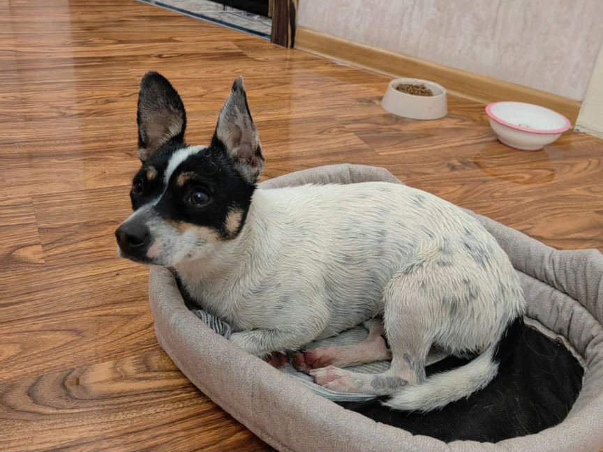 Маленькая собачка в добрые руки