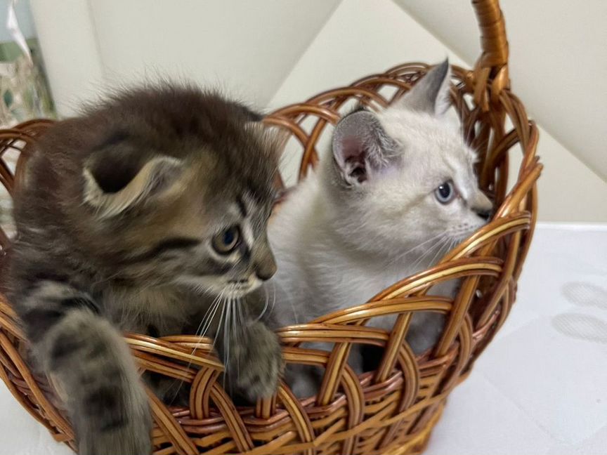 Котятки