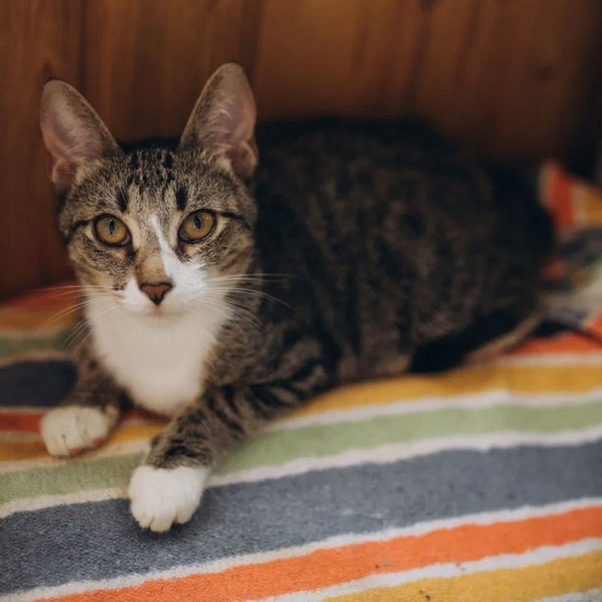 Котенок Маша в добрые руки