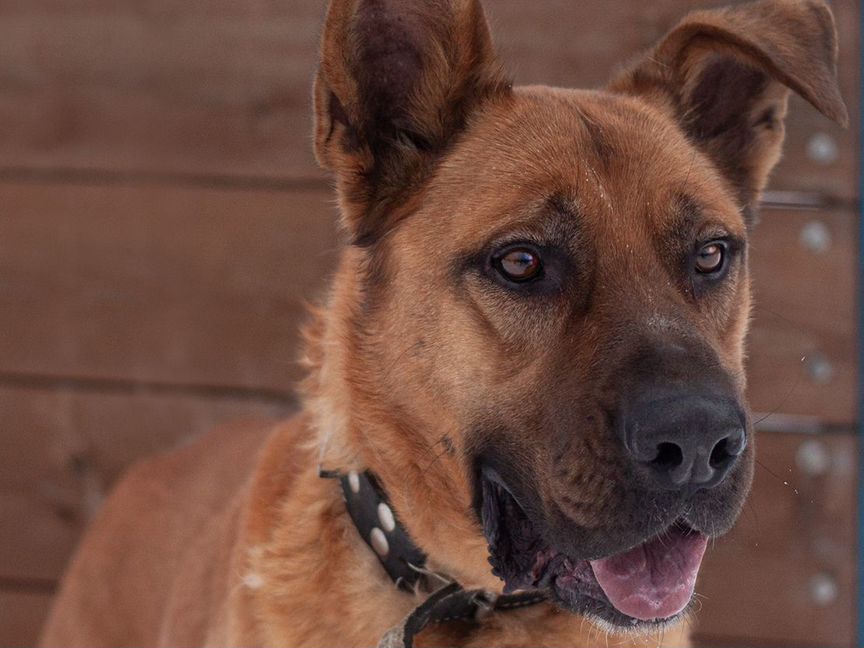 Собака в хорошие руки