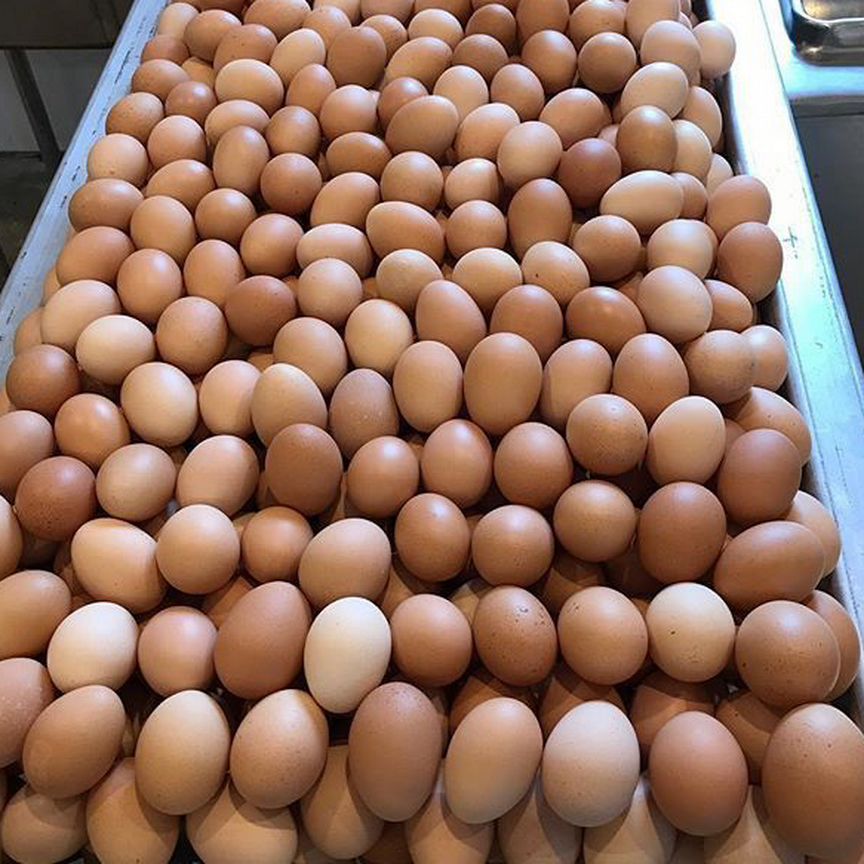 Инкубационное яйцо утки,гусей