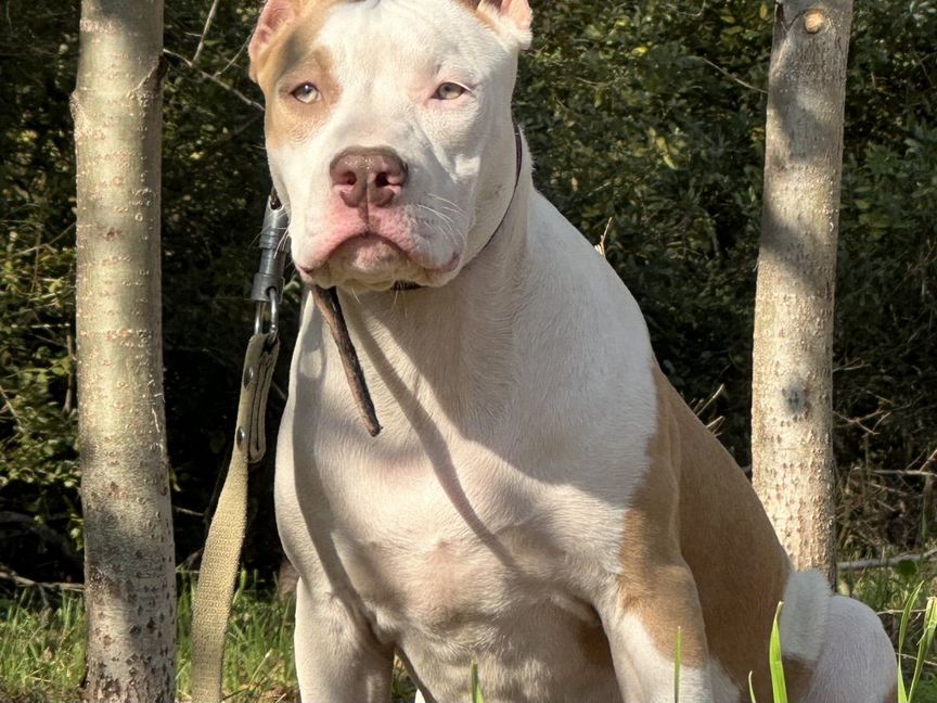 Американский булли xl