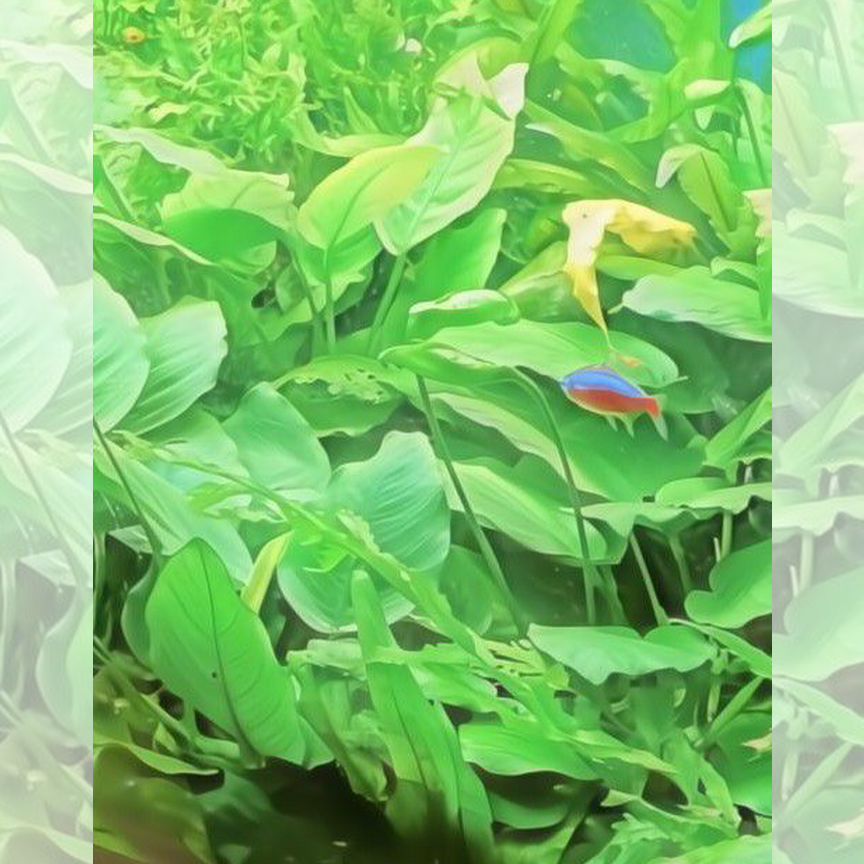 Анубиас растение