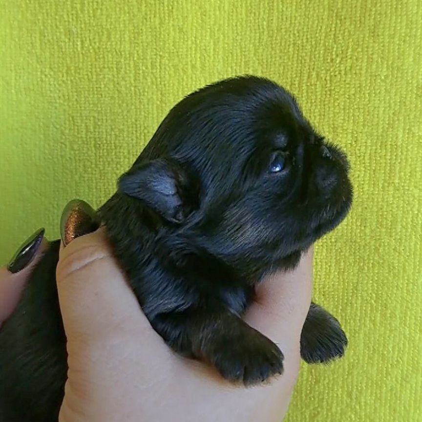 Бельгийские гриффоны