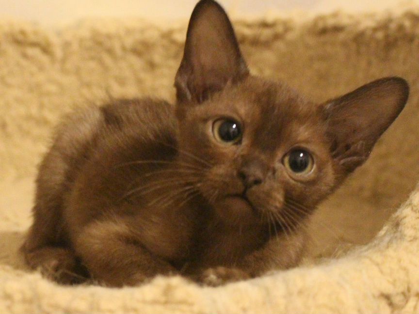 Малыши европейская бурма скидка 20 новогодняя