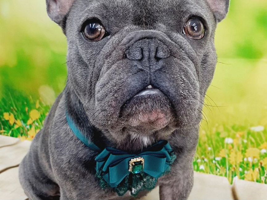 Французский бульдог кобель вязка