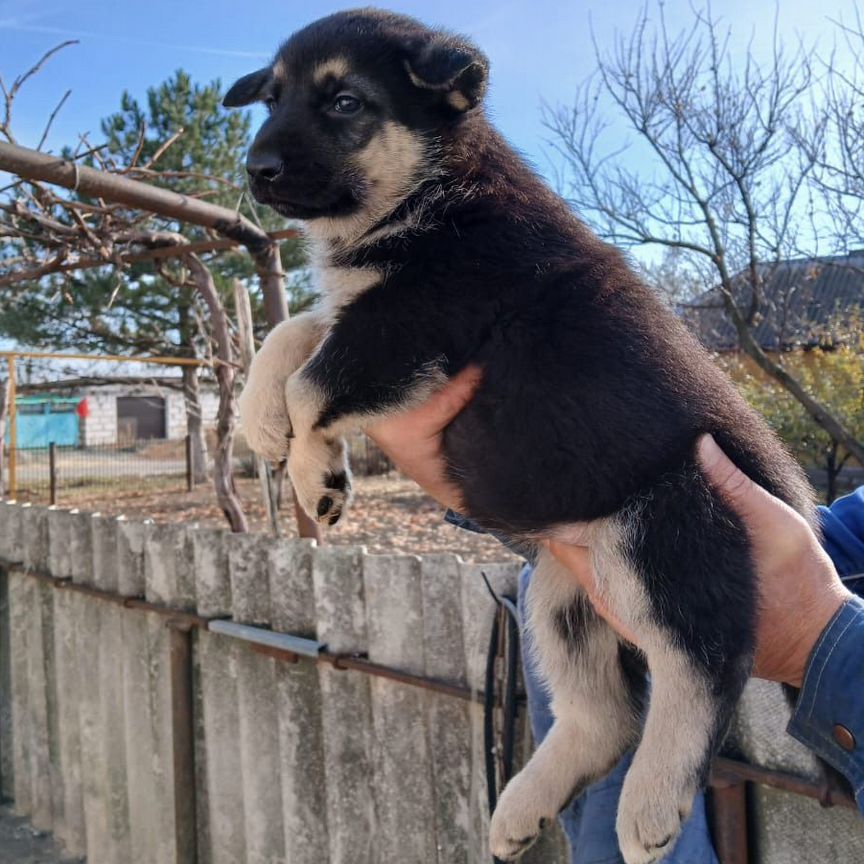 Продаются щенки восточно - европейской овчарки
