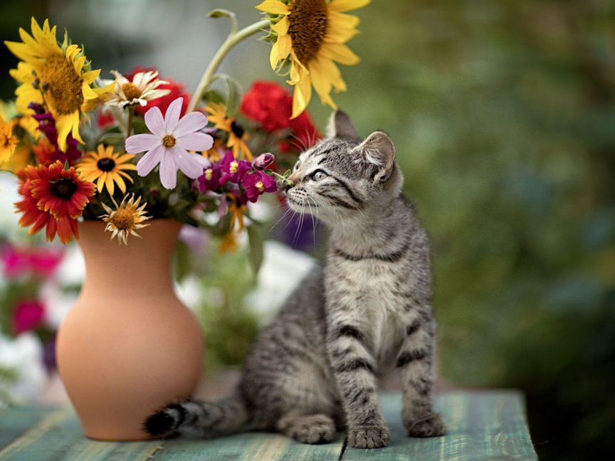 Красавцы котята добрым людям