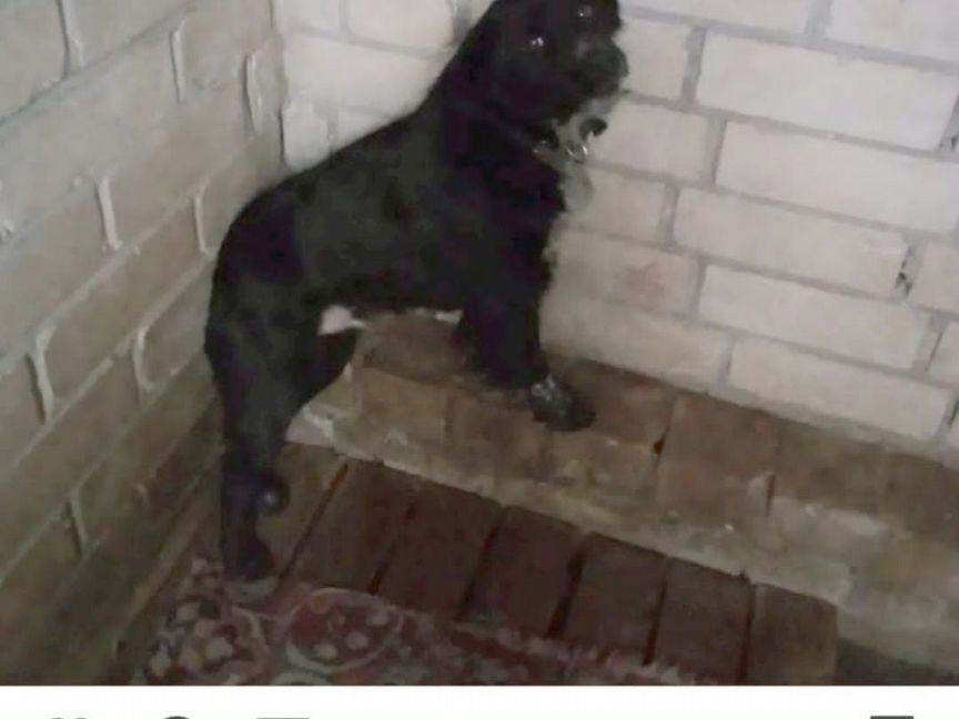 Спасите бедного мальчика из отлова