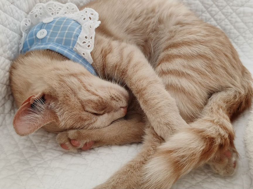 Котёнок в добрые руки бесплатно