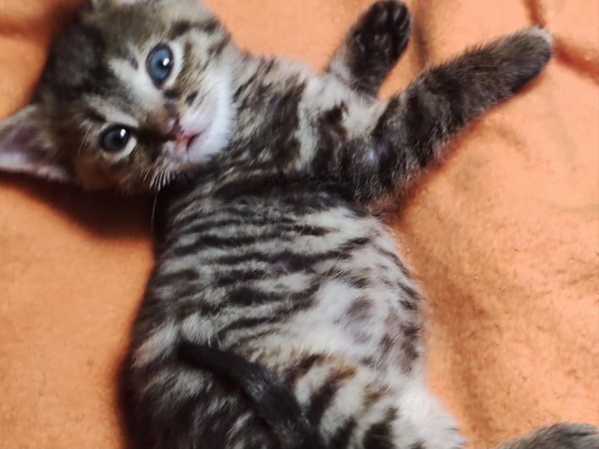Котенок девочка