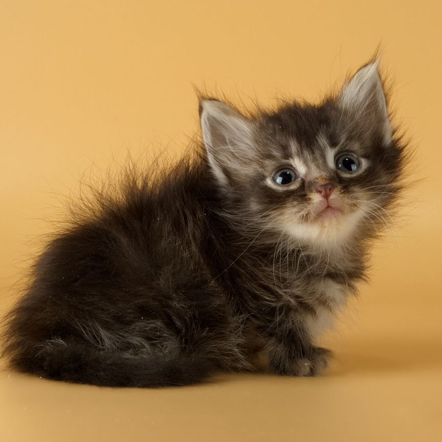 Лесные сибирские котята здоровые 2 месяца