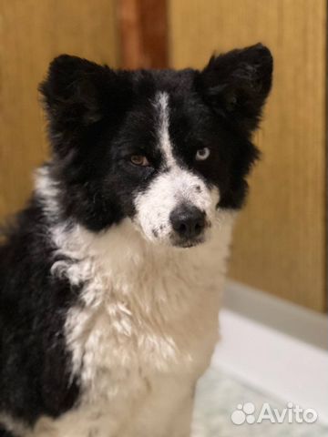 Молодая девочка собака