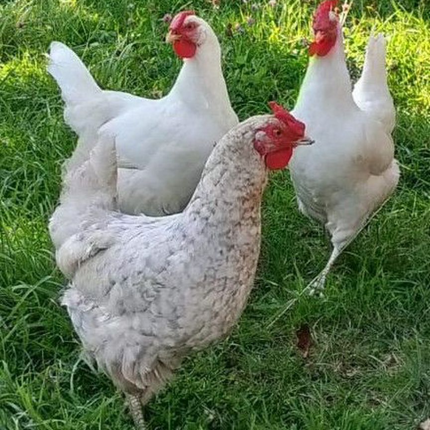 Куры несушки 3шт