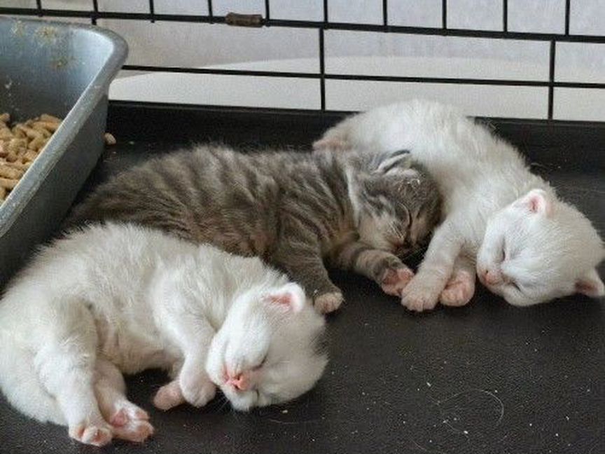 Белая кошка и котята в добрые руки (бронь)