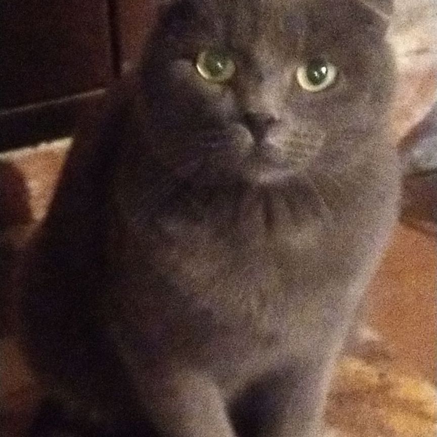 Кот шотландец ищет девочку шотландку