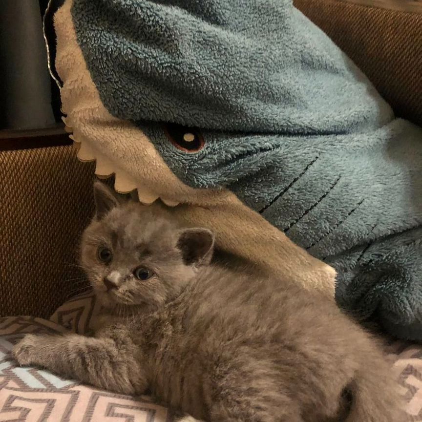 Котенок британский