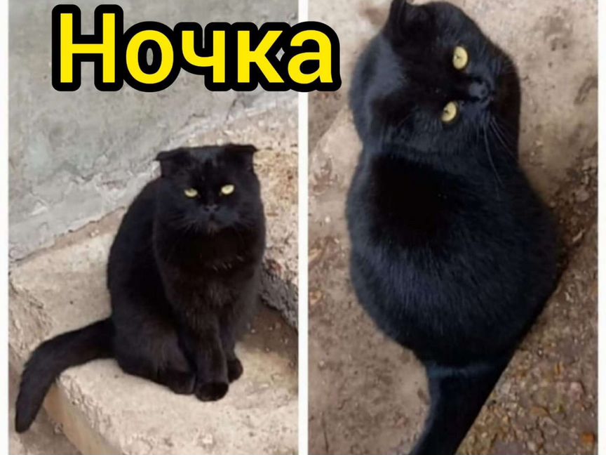 Кошка
