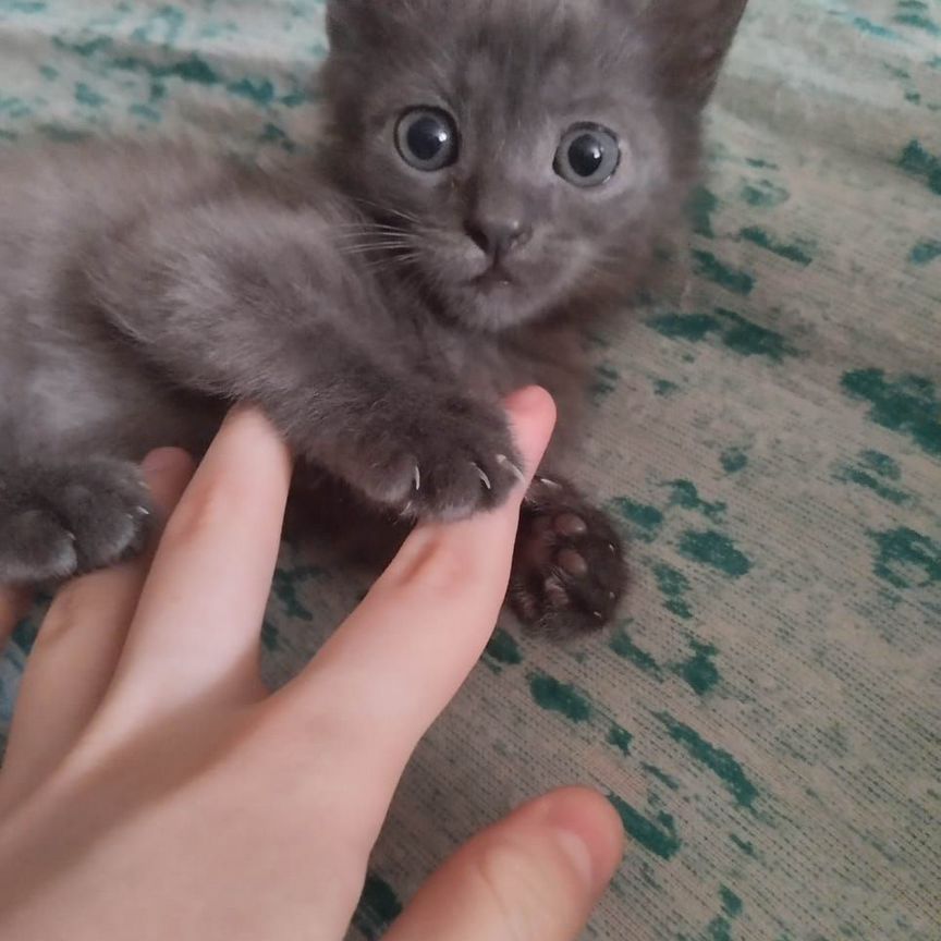 Котик бесплатно