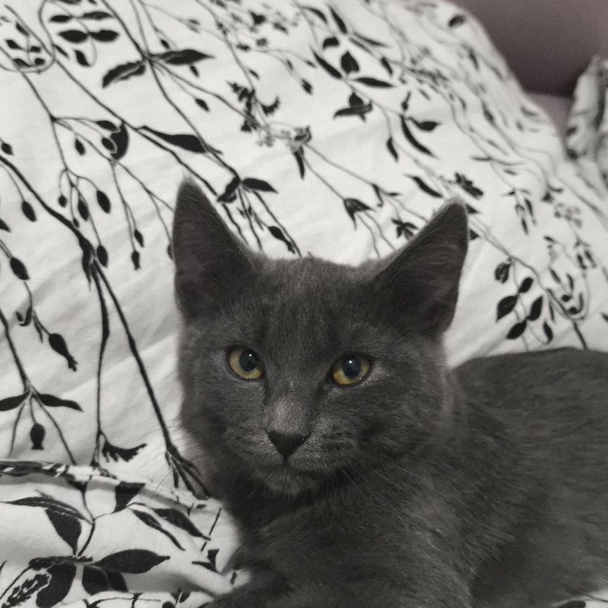 Котёнок в добрые руки