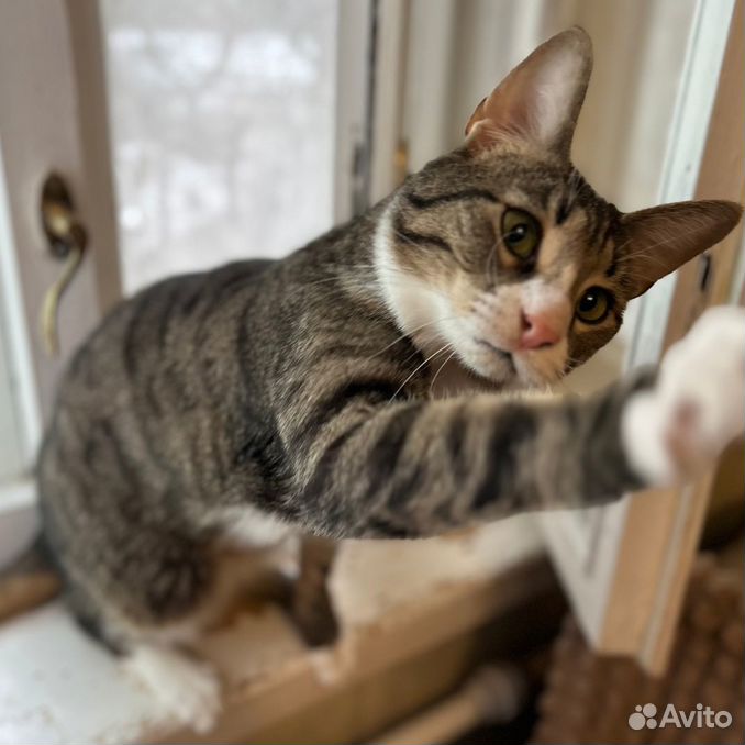 Очень ласковый спокойный Ванечка ищет свой дом