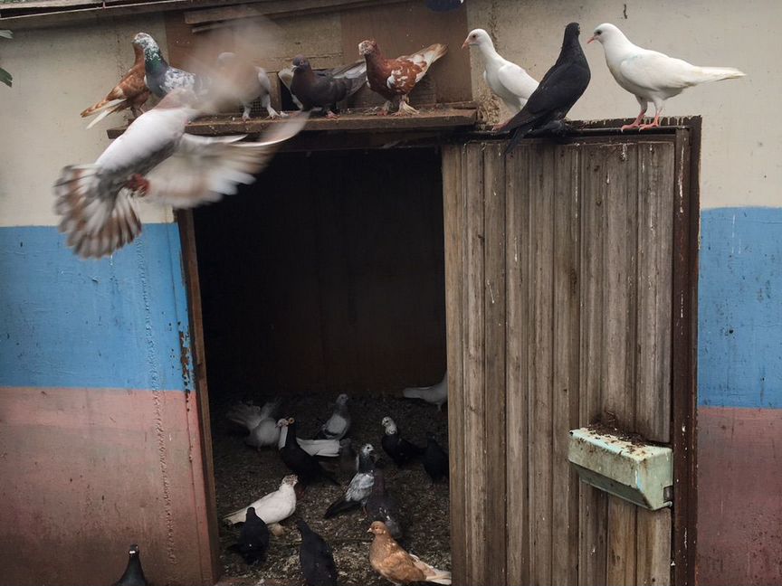 Голубятня 3 на 2, с голубями