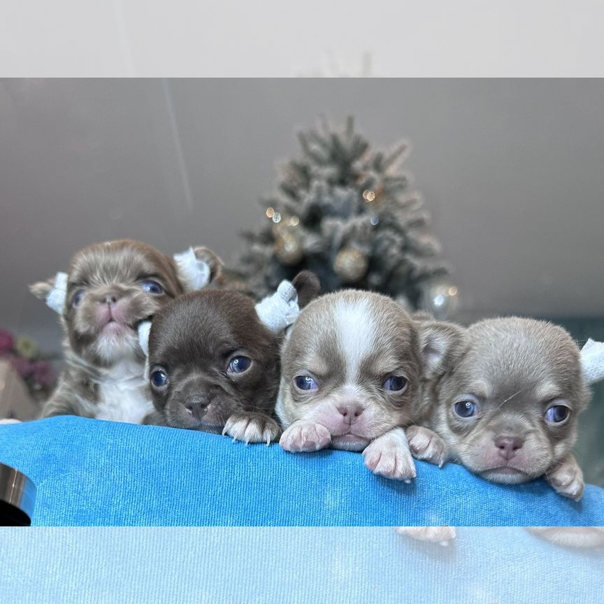 Чихуахуа, щенок