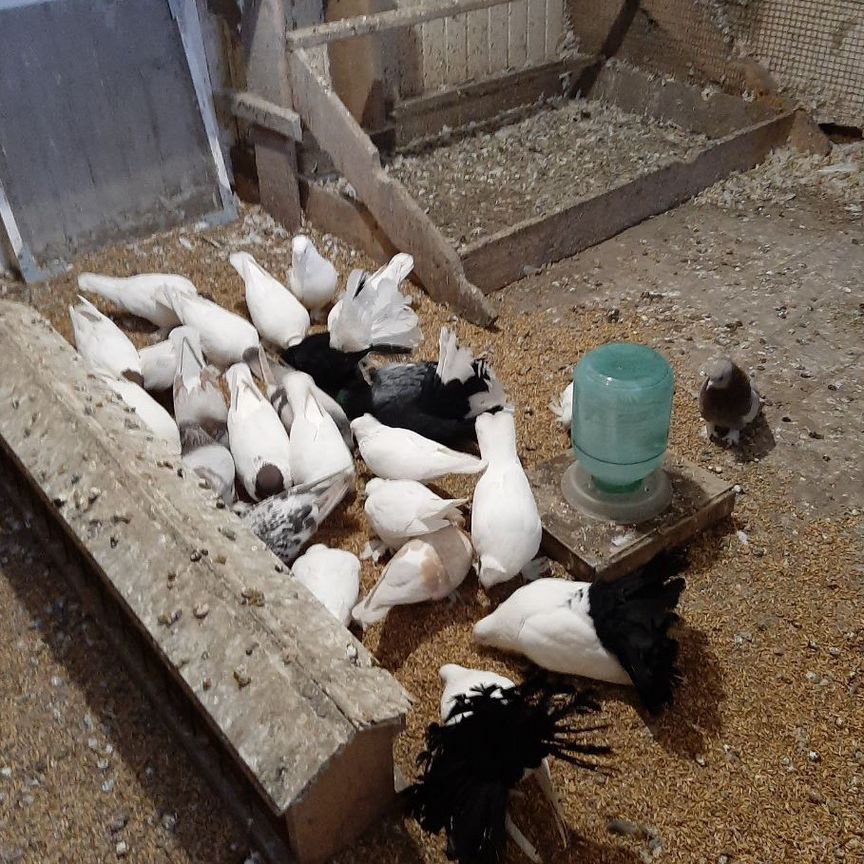 Продажа голубей