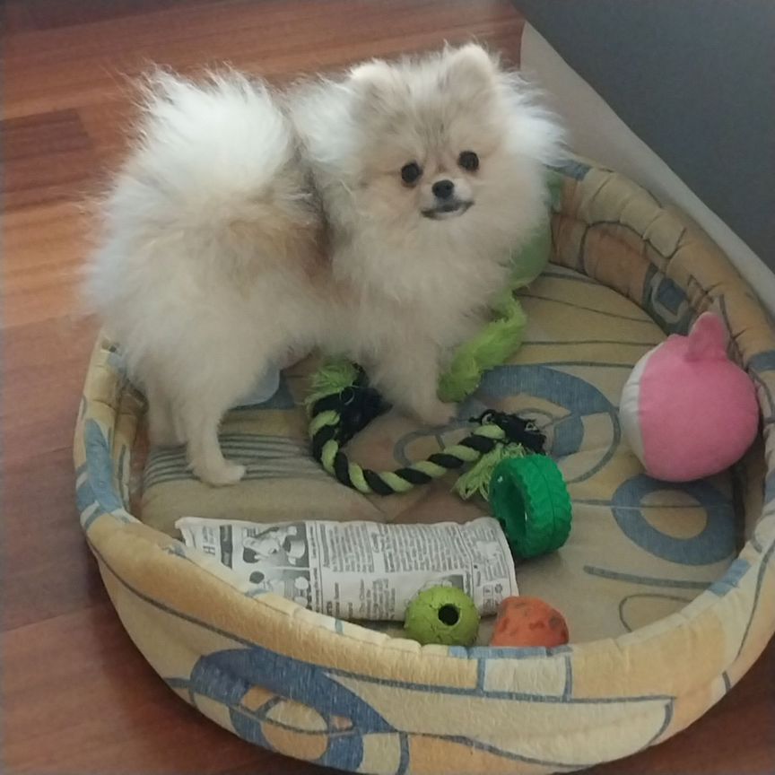 Миниатюрная девочка померанского шпица