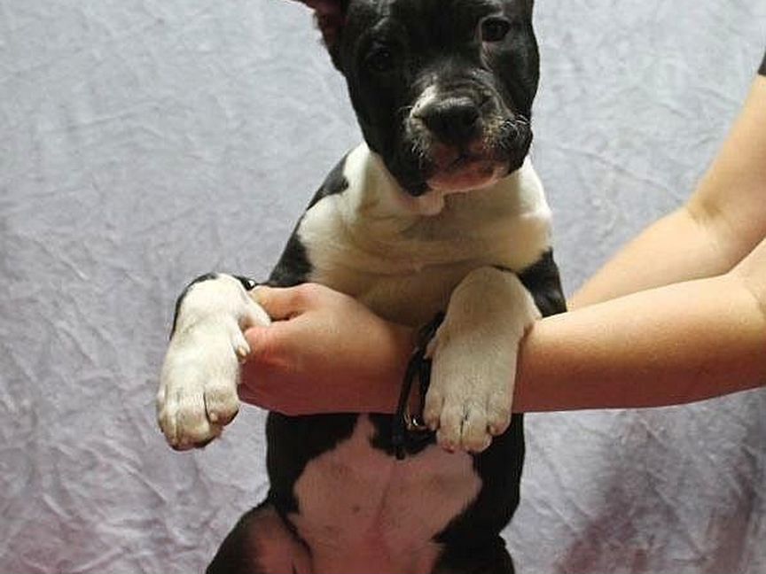 Стаффордширский терьер девочка