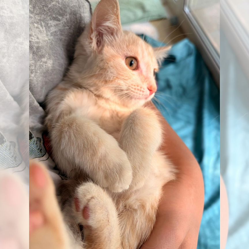 Котёнок в добрые руки