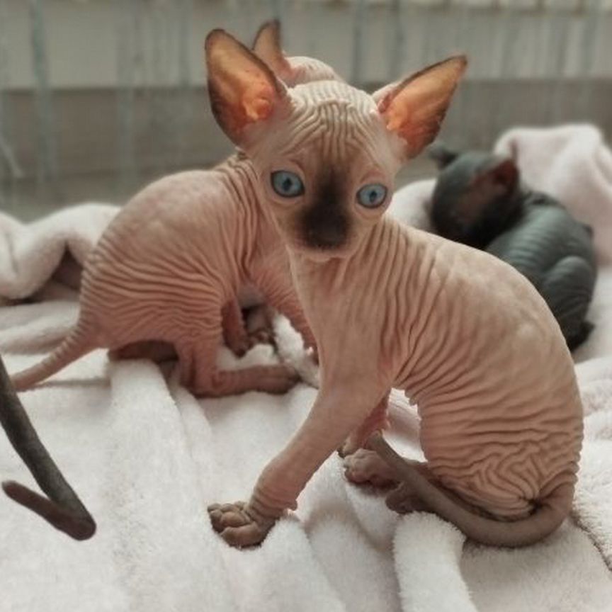 Канадский сфинкс котёнок