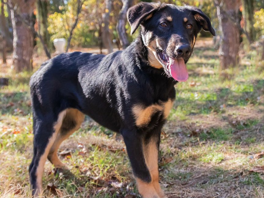 Собака в добрые руки