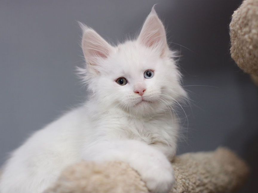 Котята мейн-кун с голубыми глазами