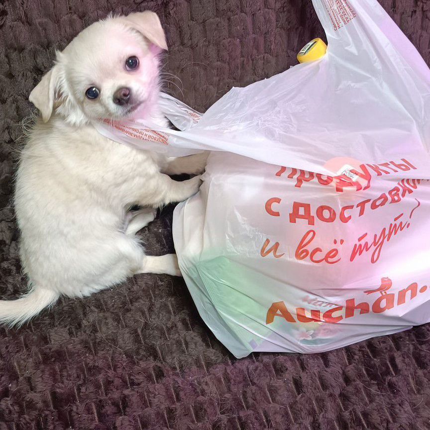 Мальчуган Чихуахуа