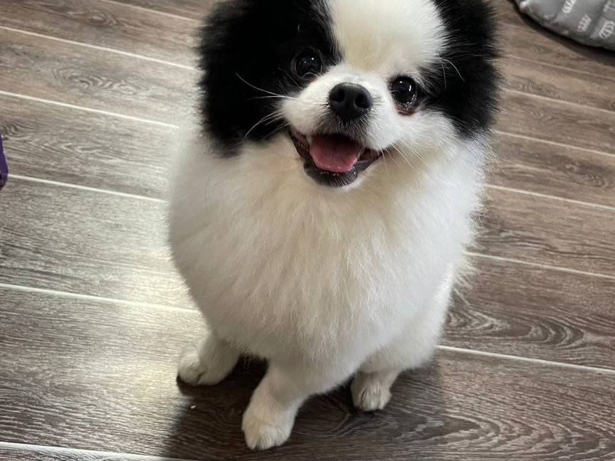 Померанский шпиц вязка кобель