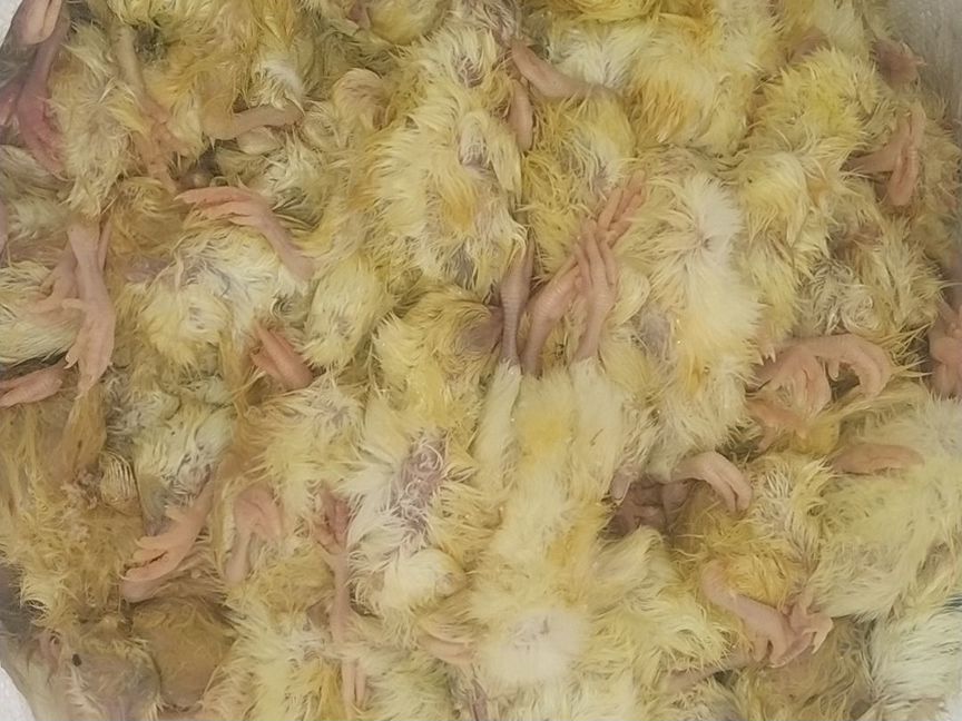 Суточные цыплята на корм животным