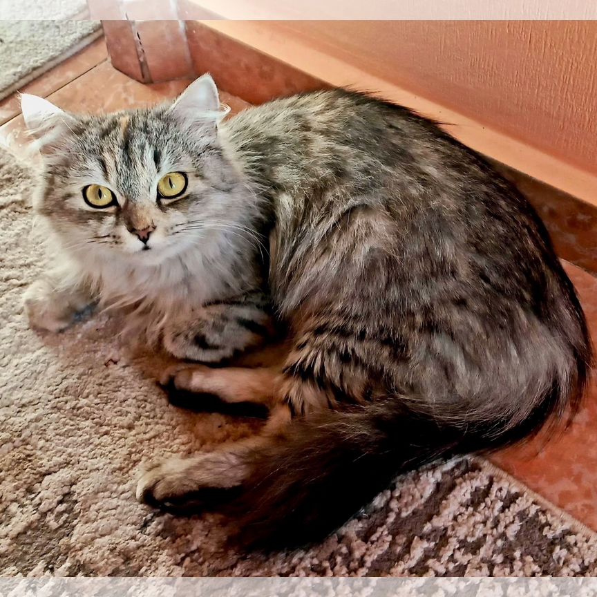 Сибирская кошка, взрослая