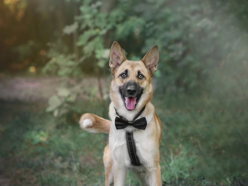 Собака в добрые руки