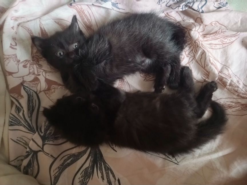 Котята в добрые руки бесплатно